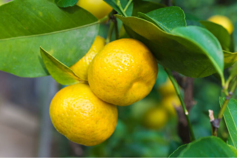 Okinawa’s Shikuwasa Citrus: Benefits of The Japanese Fruit - Sakuraco
