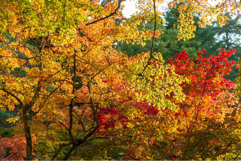 Momiji Manju: Japan’s Amazing Maple Leaf Sweets! - Sakuraco
