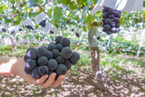 What are Japan’s Star-Shaped Kyoho Grapes? - Sakuraco