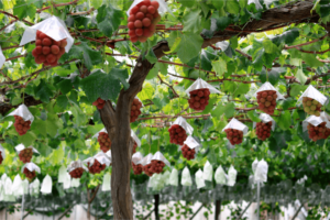 Japan Ruby Roman Grapes: Features & Prices - Sakuraco