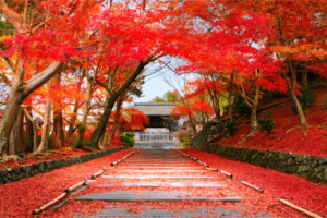 Momiji: Japan’s Spectacular Red Leaf Maple Trees - Sakuraco