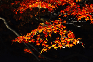Momiji: Japan’s Spectacular Red Leaf Maple Trees - Sakuraco