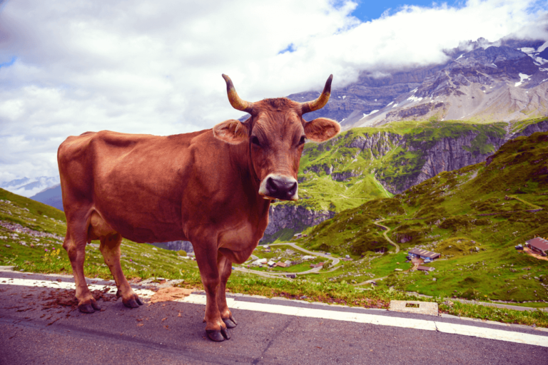 What is Wagyu Beef and What Makes It So Special? - Sakuraco