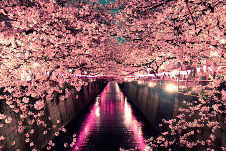 Yakatabune: The Best Pleasure Boats for Sakura Season - Sakuraco