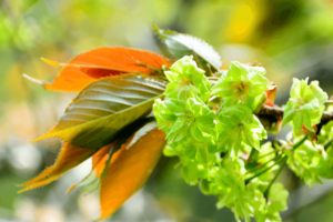 Sakura of Japan: Best Top Nine Cherry Blossoms - Sakuraco