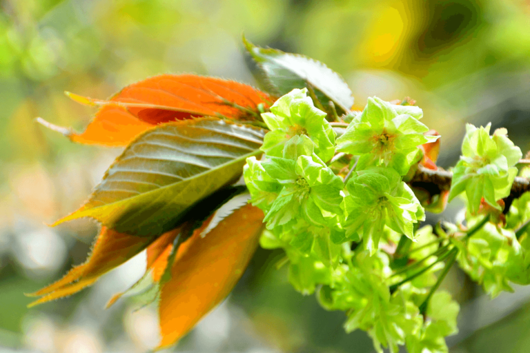 Sakura of Japan: Best Top Nine Cherry Blossoms - Sakuraco