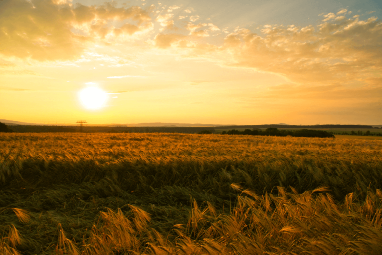 Barley Tea: A Popular Beverage That Will Keep You Healthy - Sakuraco