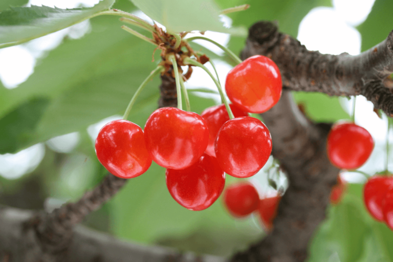 Fruits in Japanese Spring: How to Say Them! - Sakuraco