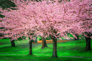 Why is Literature Important: Cherry Blossoms! - Sakuraco