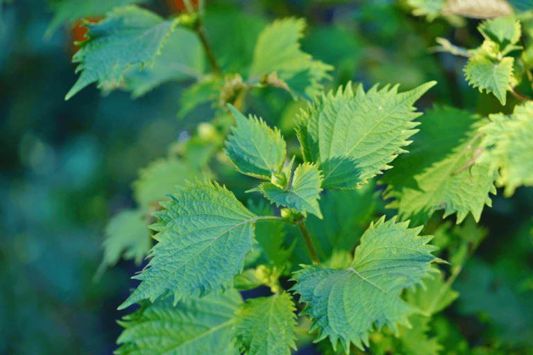 What is Shiso: Japanese Best Traditional Herb! - Sakuraco