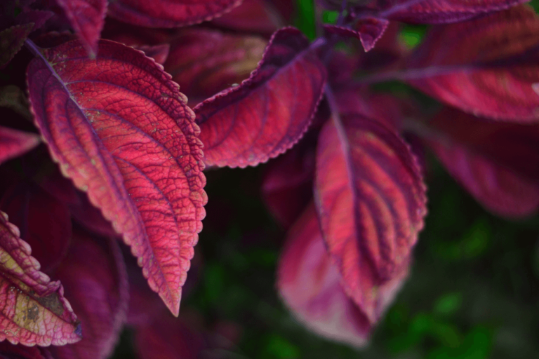 What is Shiso: Japanese Best Traditional Herb! - Sakuraco
