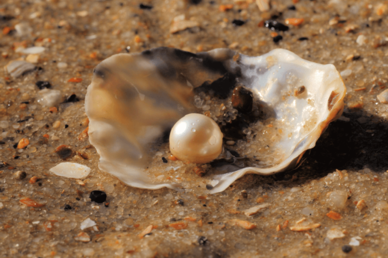 Pearl Divers: Exploring the Fascinating World of Ama - Sakuraco
