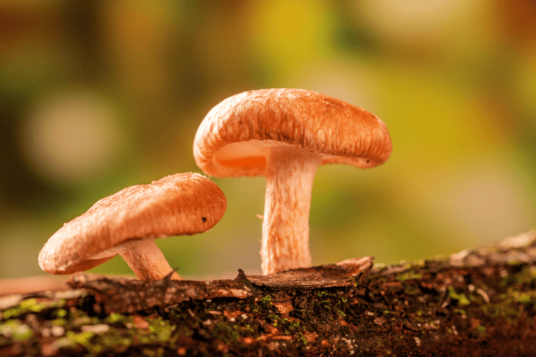 Shiitake Mushroom: A Rich History Rooted in Japanese Culture - Sakuraco