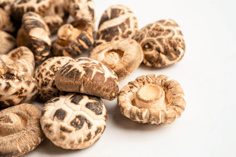 Shiitake Mushroom: A Rich History Rooted in Japanese Culture - Sakuraco