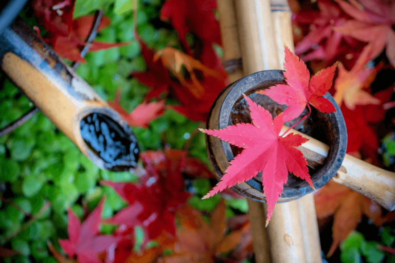 Maple Leaves Tea Magic: A Detailed Exploration - Sakuraco