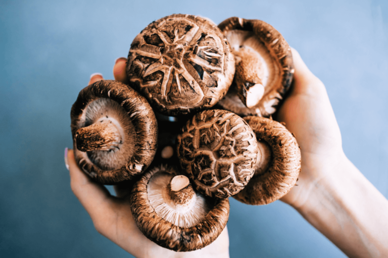 Shiitake Mushroom: A Rich History Rooted in Japanese Culture - Sakuraco