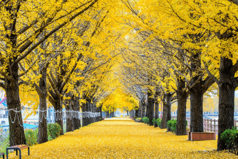 Autumn in Japan: Everything You Need to Know! - Sakuraco