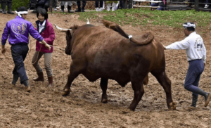 Bullfighting in Japan: An Amazing Sport in Tokushima - Sakuraco