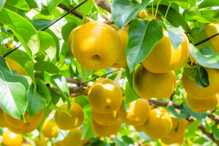 Pear Trees in Saitama: Why Are Saigyoku Pears So Good? - Sakuraco